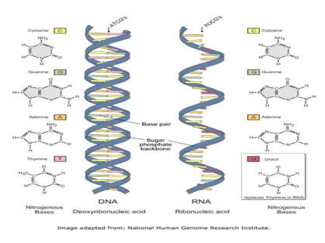 Rna structure and function