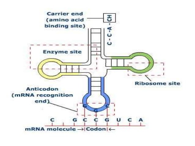 Rna structure and function