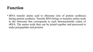 RNA STRUCTURE, FUNCTION AND TYPES. . pptx | PPTX