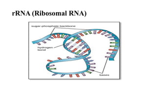 RNA STRUCTURE, FUNCTION AND TYPES. . pptx | PPTX