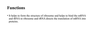 RNA STRUCTURE, FUNCTION AND TYPES. . pptx | PPTX
