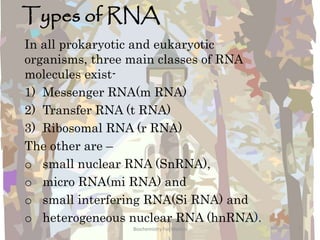 RNA Structures, Types and Functions | PPTX