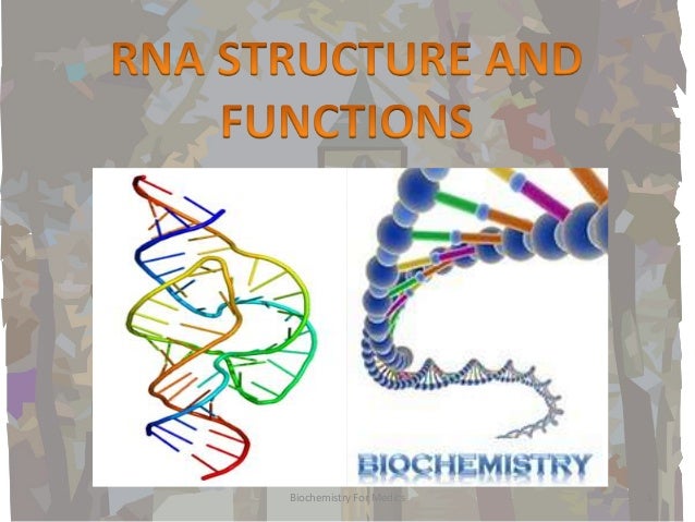 Rna Structure Types And Functions