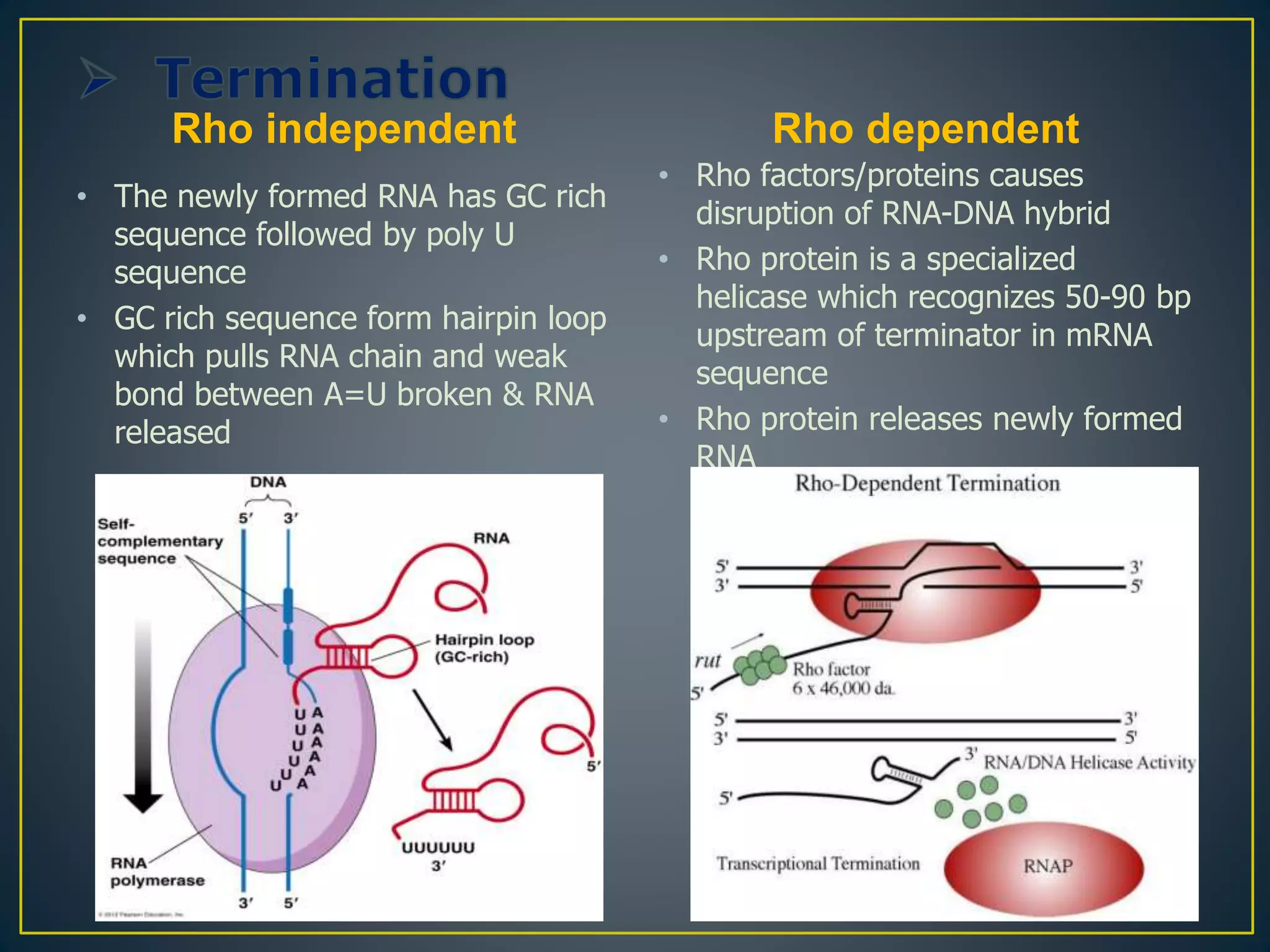 Rna synthesis | PPTX