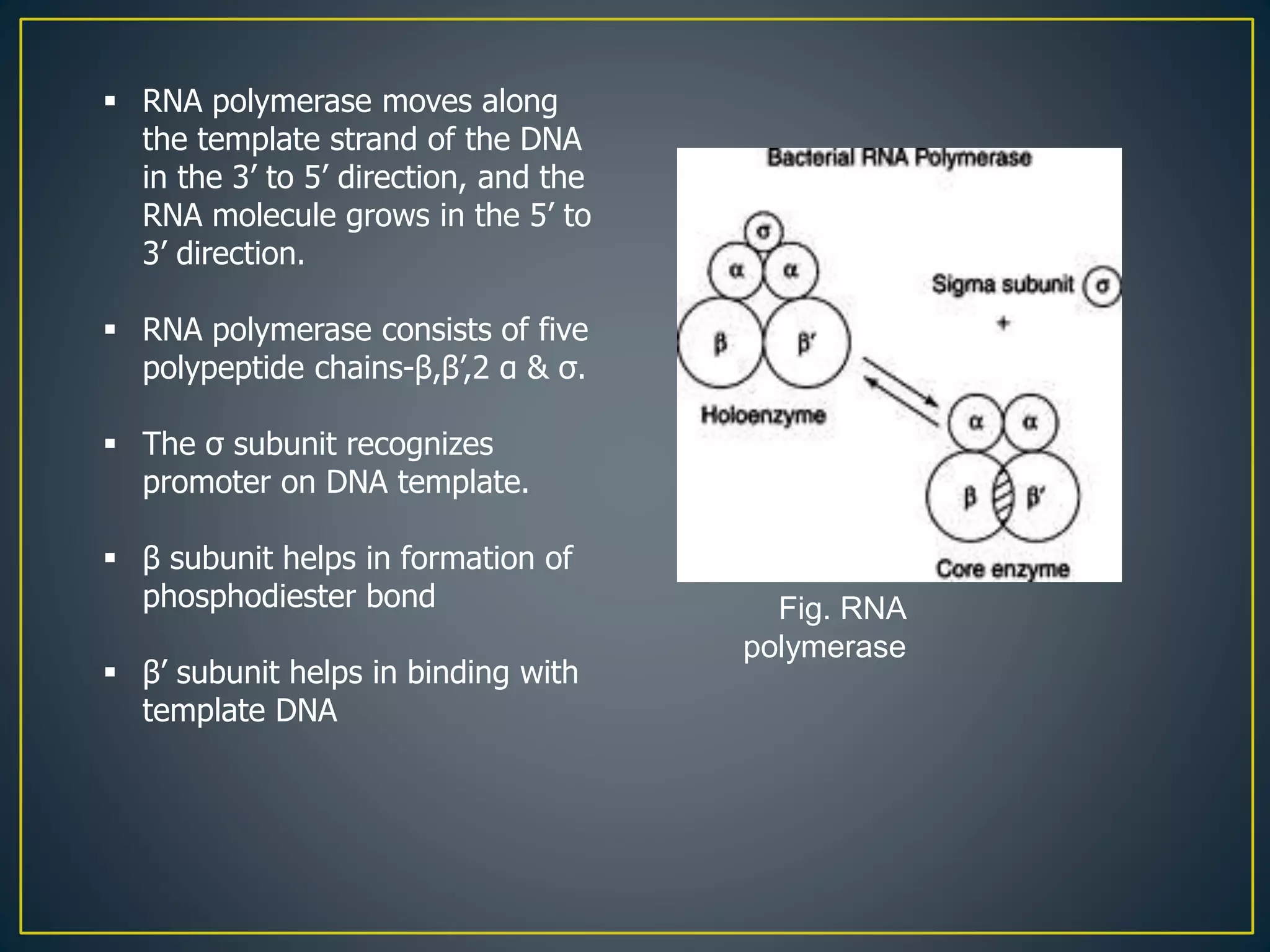 Rna synthesis | PPTX