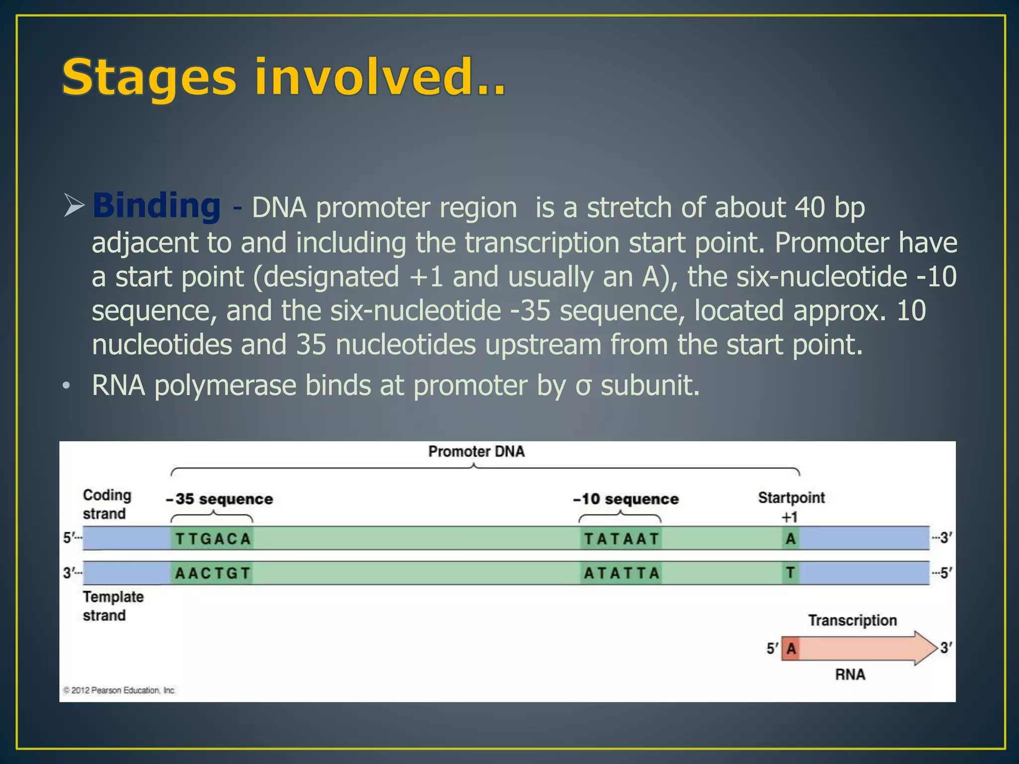 Rna synthesis | PPTX