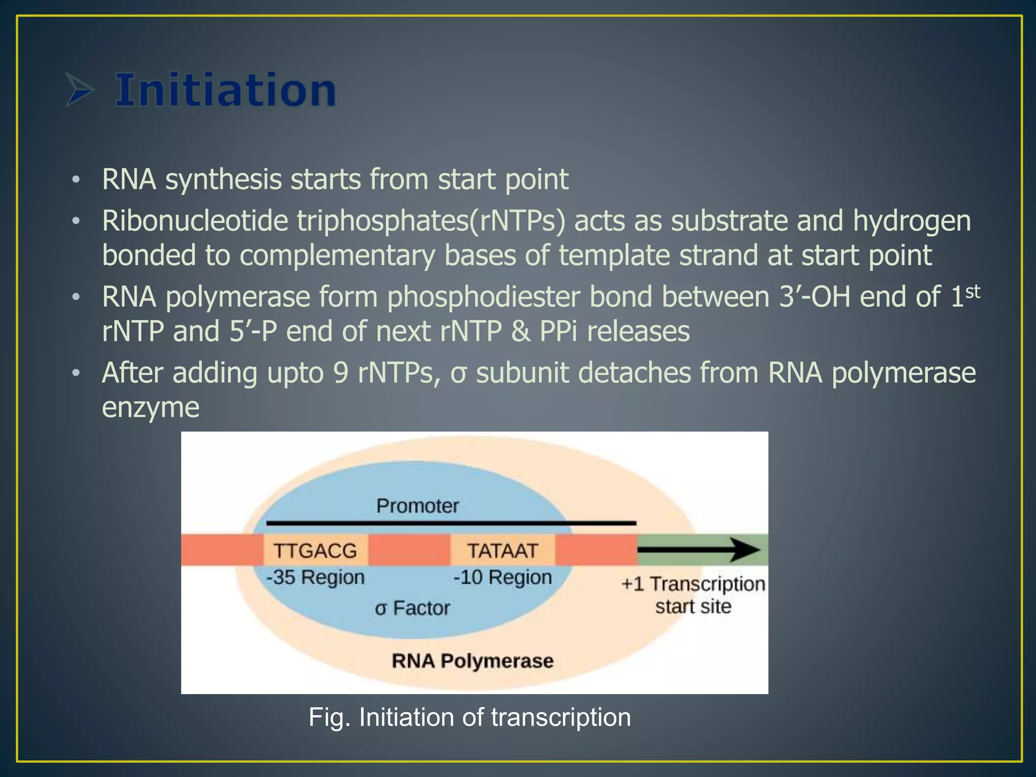 Rna synthesis | PPTX