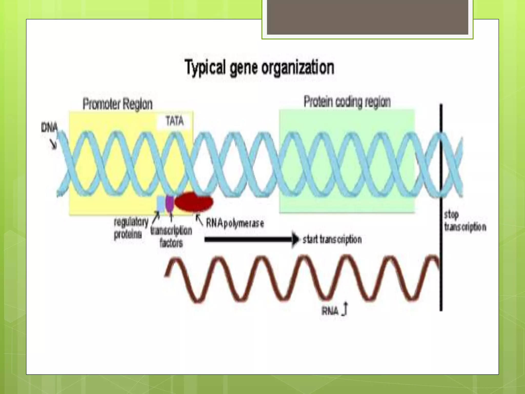 Rna synthesis and processing | PPTX