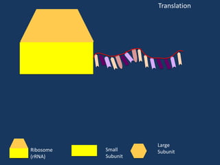 Rna sythesis project | PPT