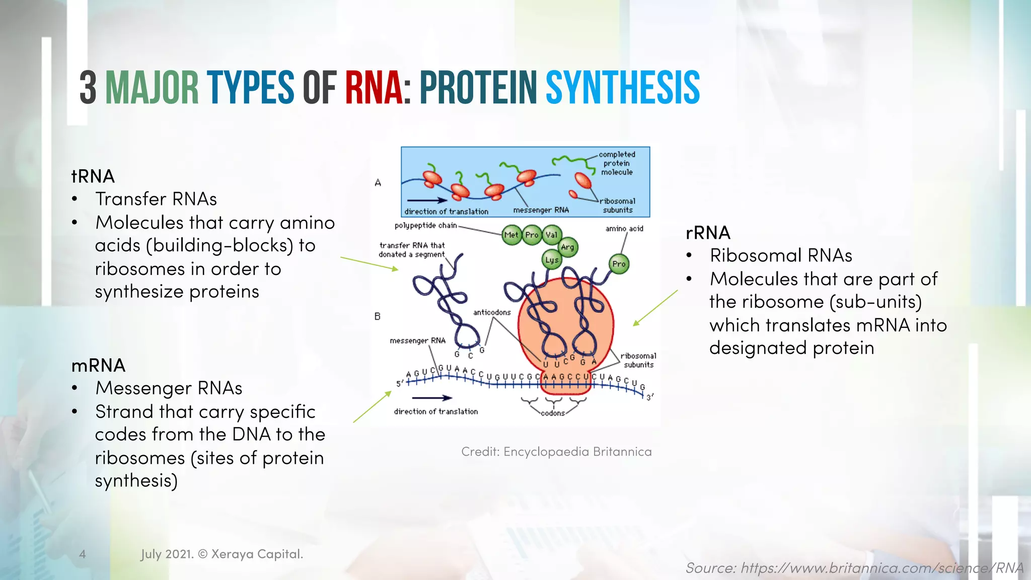 RNA Technologies in Life Sciences | PDF