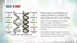 RNA Technologies in Life Sciences | PDF