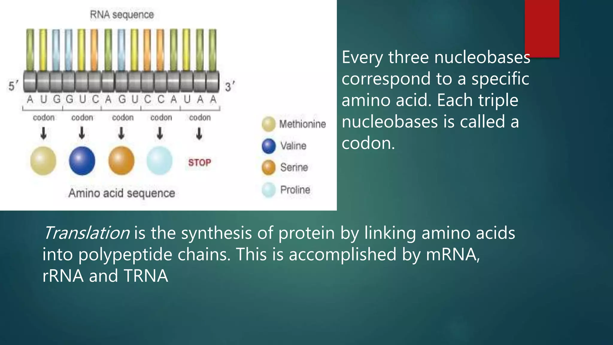 RNA to protein | PPTX