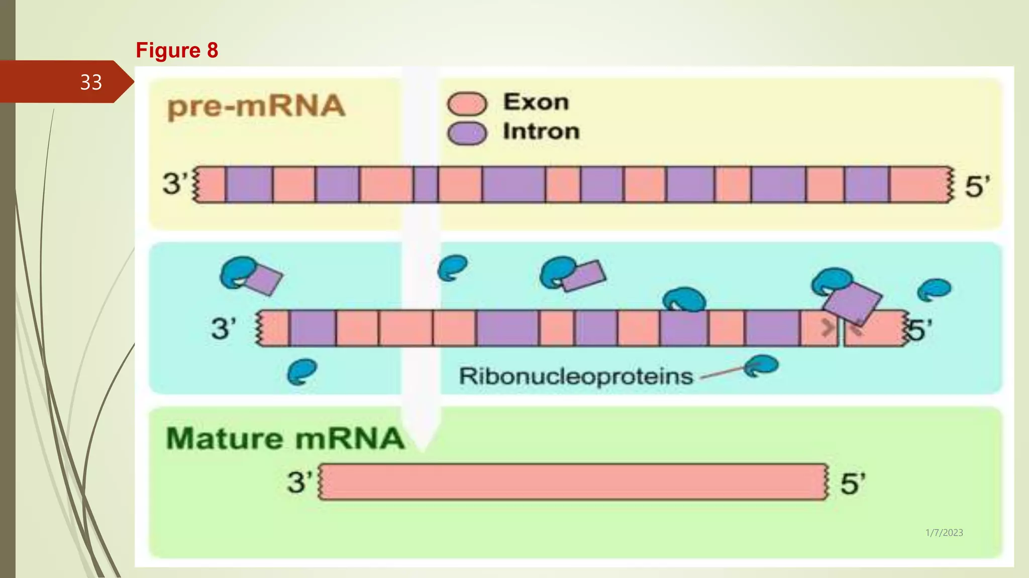 RNA TRANSCRIPTION AND PROCESSING,.pptx