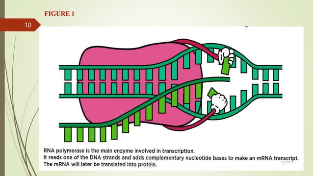 RNA TRANSCRIPTION AND PROCESSING,.pptx