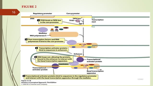 RNA TRANSCRIPTION AND PROCESSING,.pptx