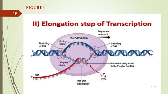 RNA TRANSCRIPTION AND PROCESSING,.pptx