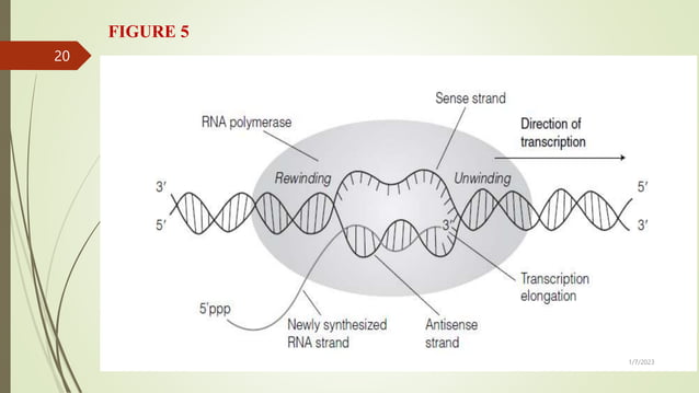RNA TRANSCRIPTION AND PROCESSING,.pptx