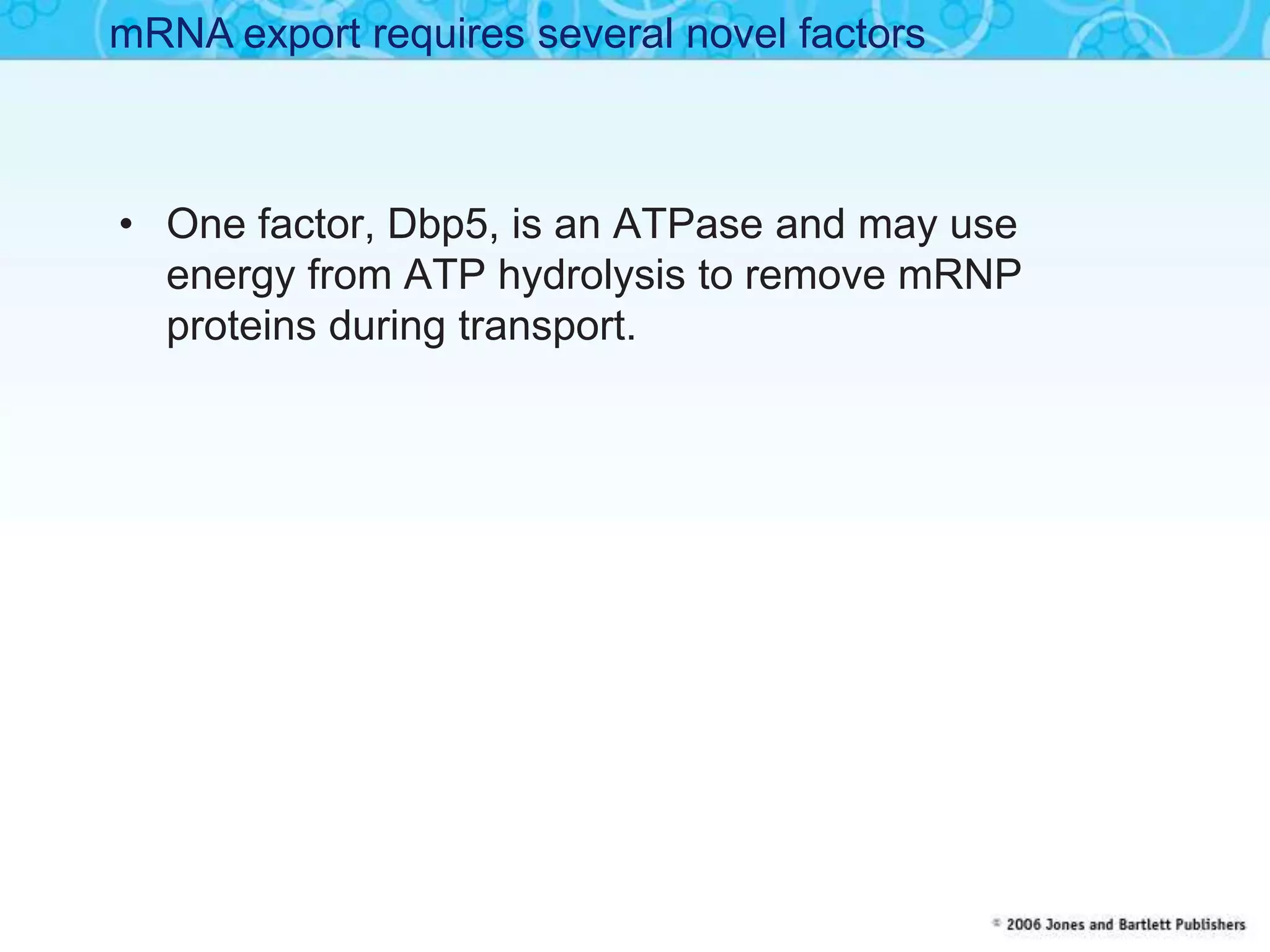 RNA transport.ppt