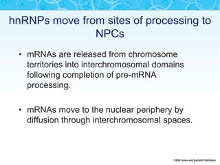 RNA transport.ppt