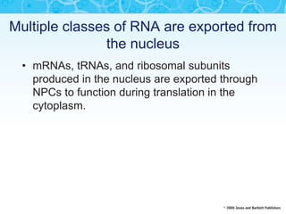 RNA transport.ppt
