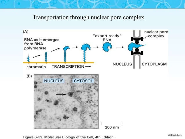 RNA transport.ppt | Genetics | Science