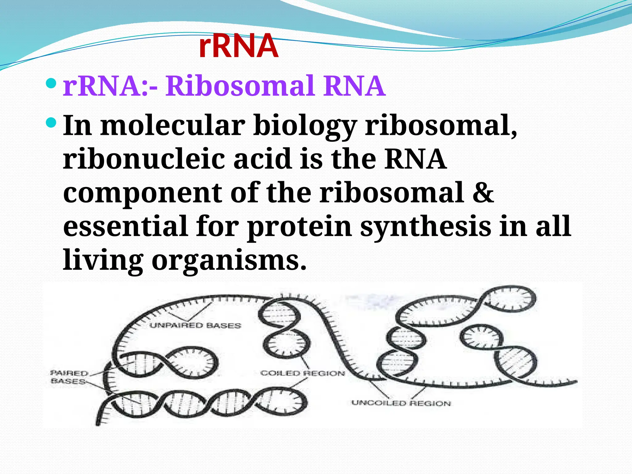 RNA types-structure and functions of mRNA,rRNA and tRNA. | PPTX