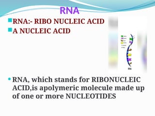 RNA types-structure and functions of mRNA,rRNA and tRNA. | PPTX ...