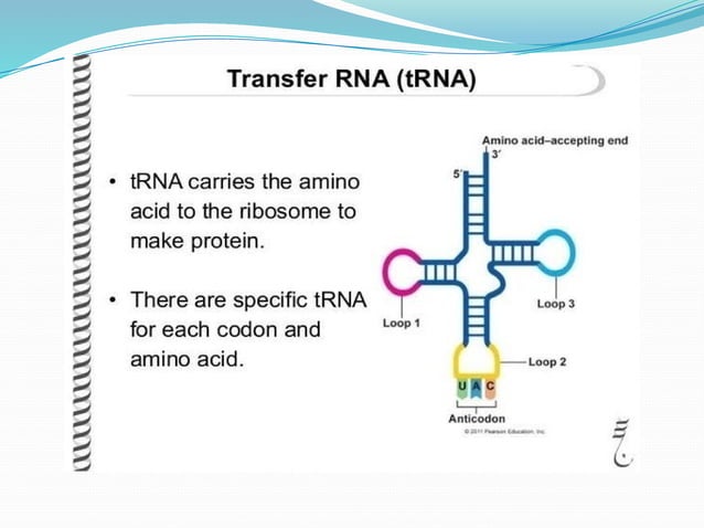 RNA types-structure and functions of mRNA,rRNA and tRNA. | PPTX | Chemistry | Science