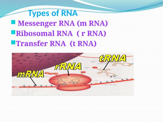 RNA types-structure and functions of mRNA,rRNA and tRNA. | PPTX | Chemistry | Science