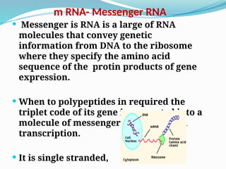 RNA types-structure and functions of mRNA,rRNA and tRNA. | PPTX