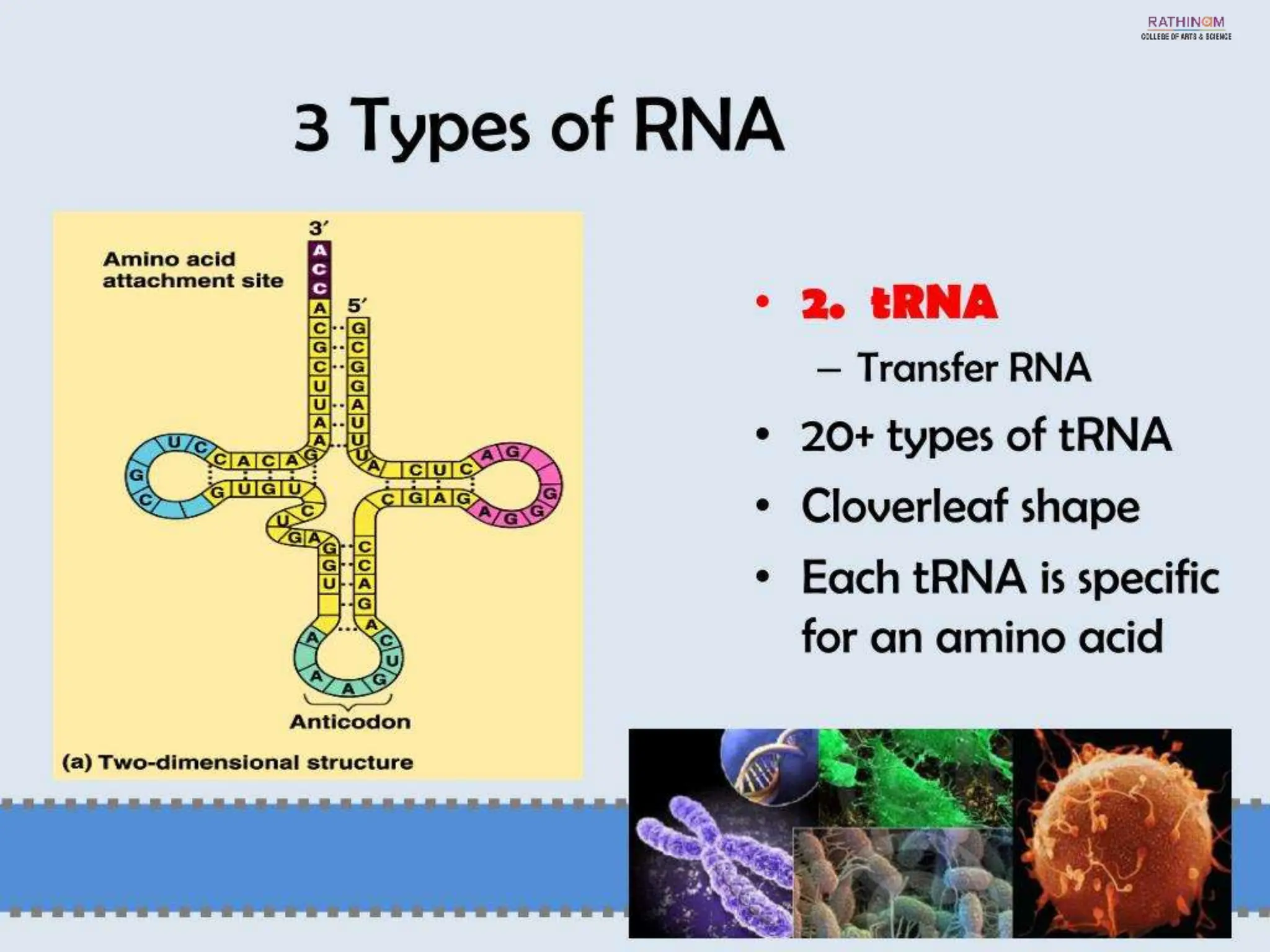 RNA Types and Functions.pptx