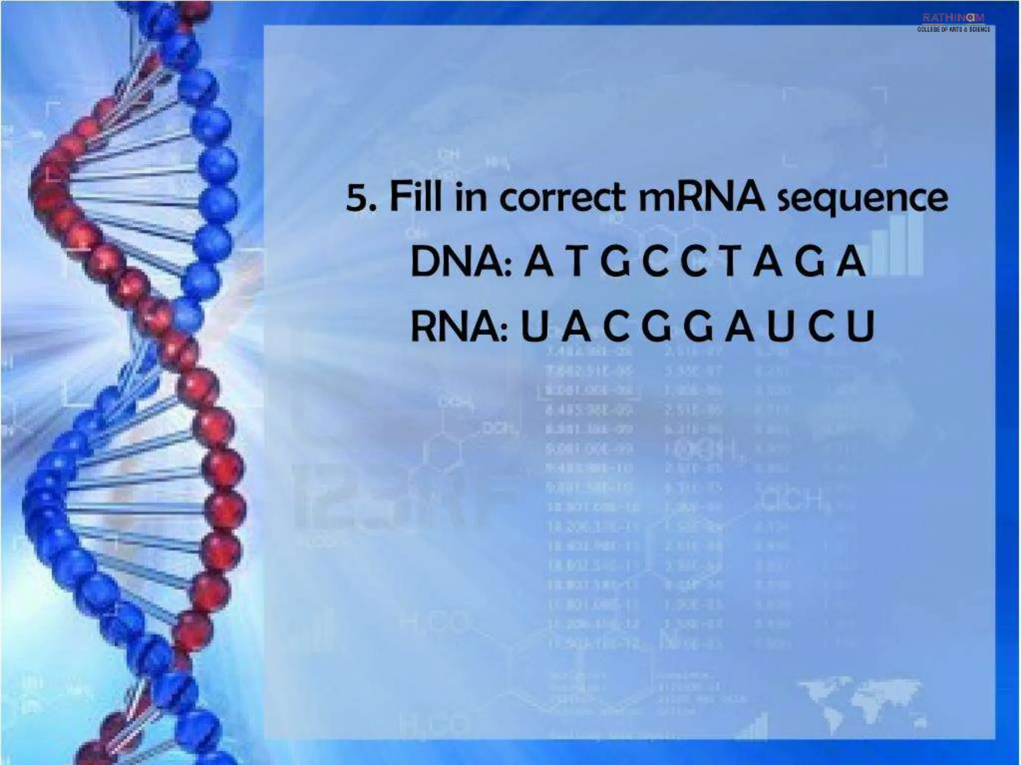 RNA Types and Functions.pptx