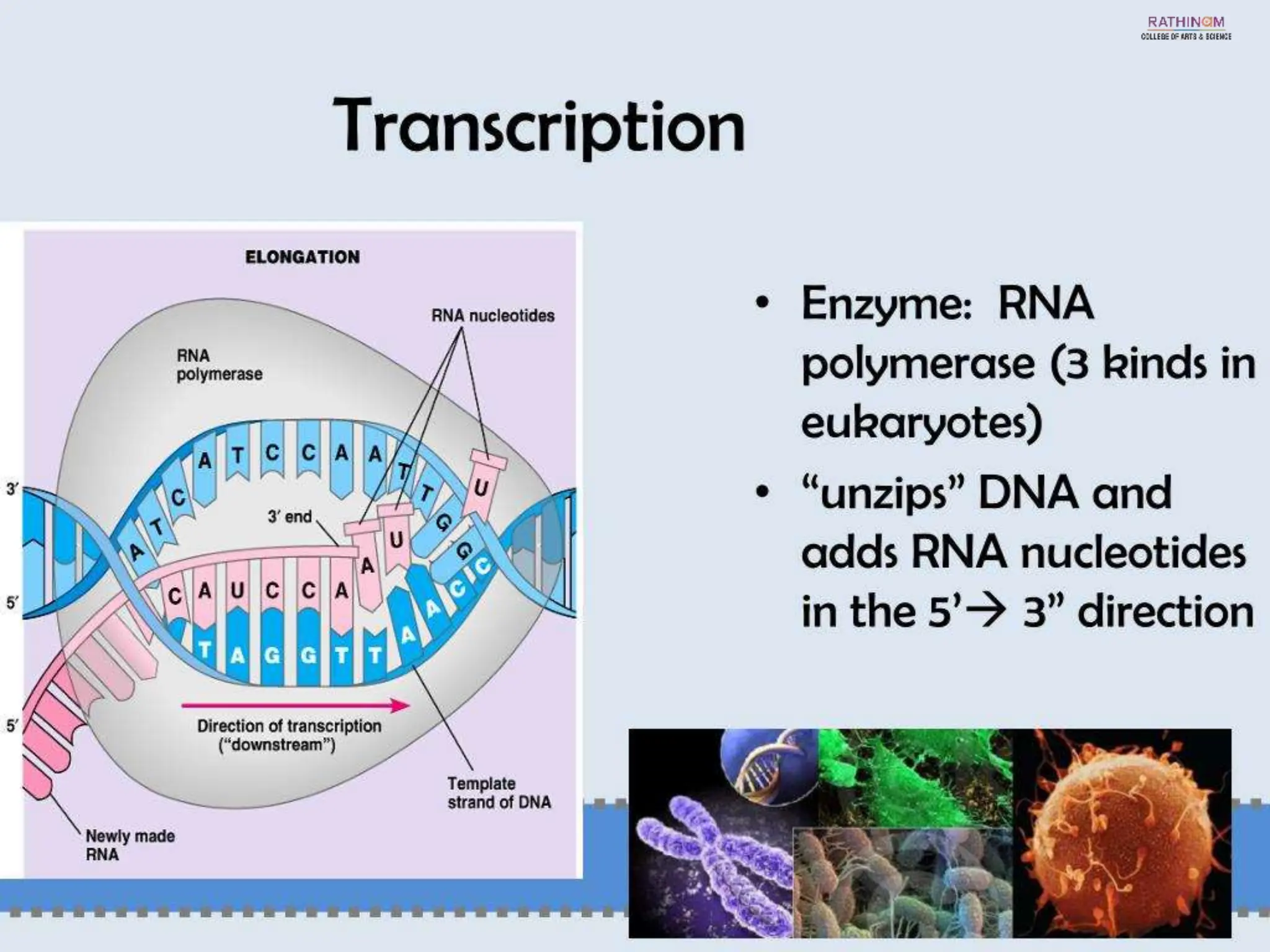 RNA Types and Functions.pptx