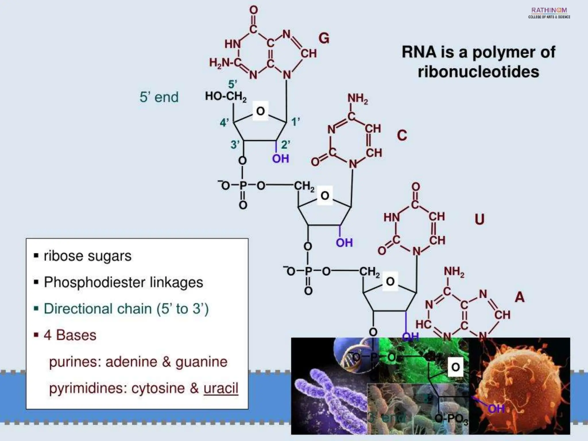 RNA Types and Functions.pptx