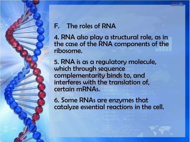 RNA Types and Functions.pptx
