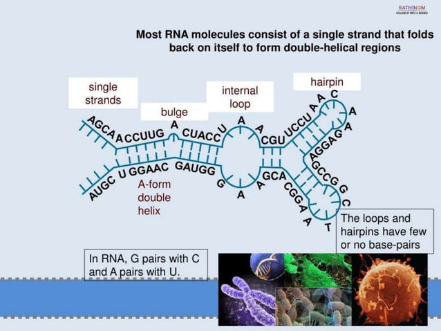 RNA Types and Functions.pptx