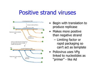 Rna viruses | PDF