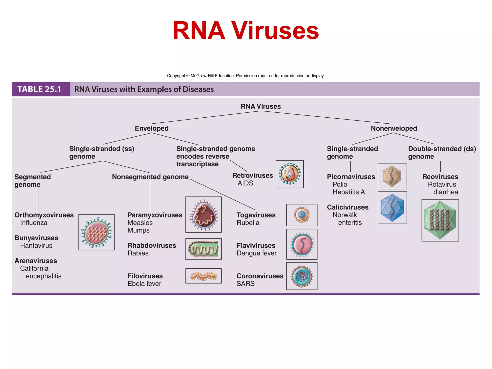 RNA virus lecture 24.pdf