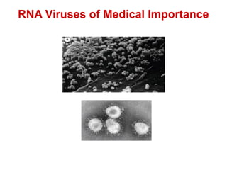 RNA virus lecture 24.pdf
