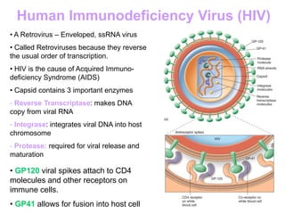 RNA virus lecture 24.pdf
