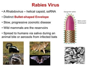 RNA virus lecture 24.pdf