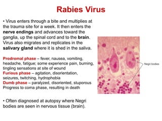 RNA virus lecture 24.pdf