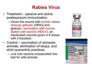 RNA virus lecture 24.pdf