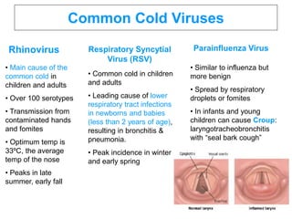 RNA virus lecture 24.pdf