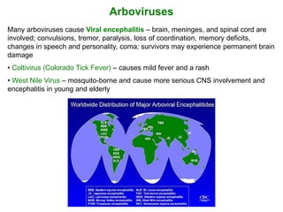 RNA virus lecture 24.pdf