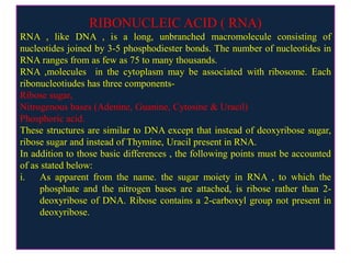 RNA - A Magic Molecule | PPT