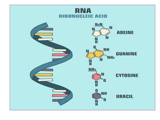 RNA - A Magic Molecule | PPT