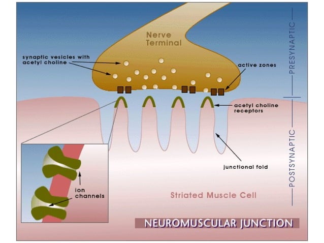 REPETITIVE NERVE STIMULATION (RNS) | PPT