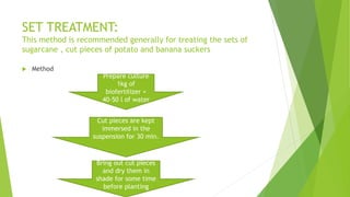 bio fertilizer and their application | PPTX