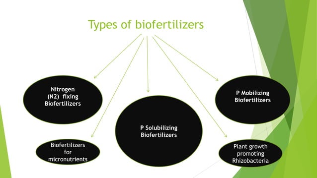bio fertilizer and their application | PPTX